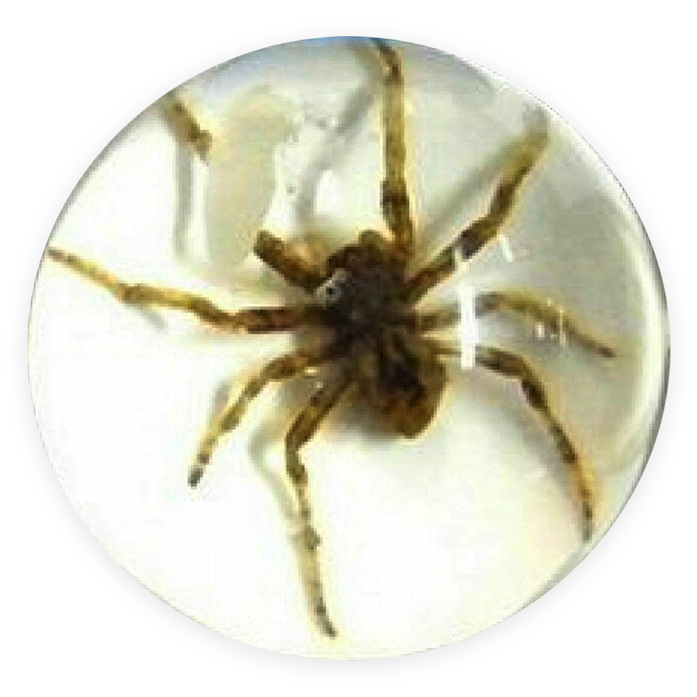 Autotecnica Manual Multi-Fit Gearshift Knob White Huntsman Spider Base ...